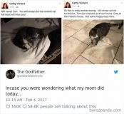 20 Of The Funniest Cat Tweets Part 2 - We Love Cats and Kittens