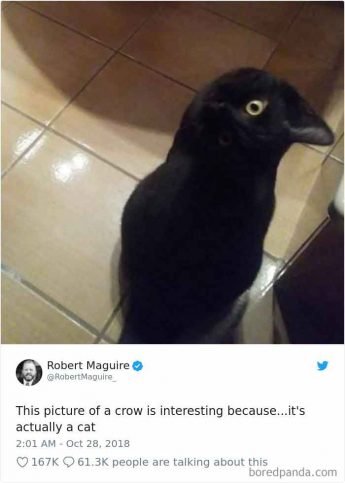 20 Of The Funniest Cat Tweets Part 2 - We Love Cats and Kittens