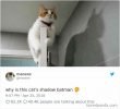 20 Of The Funniest Cat Tweets Part 2 - We Love Cats and Kittens