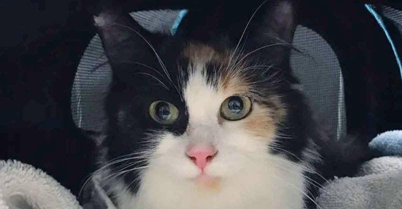 Cat is Happy When Rescuer Stops to Help Her Just in Time