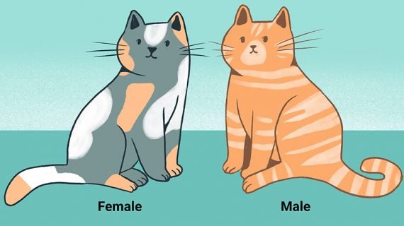 How to Tell the Sex of a Kitten: The Ultimate Guide