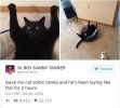 19 Of The Funniest Cat Tweets Part 3 - We Love Cats and Kittens