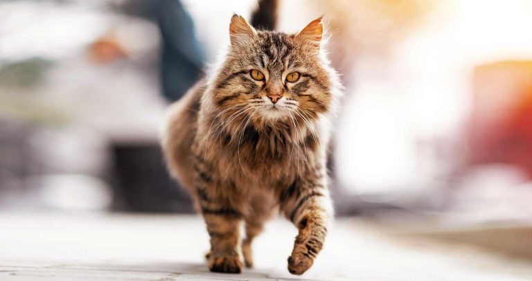 Why Is Your Cat Limping - Causes and Solutions Explained