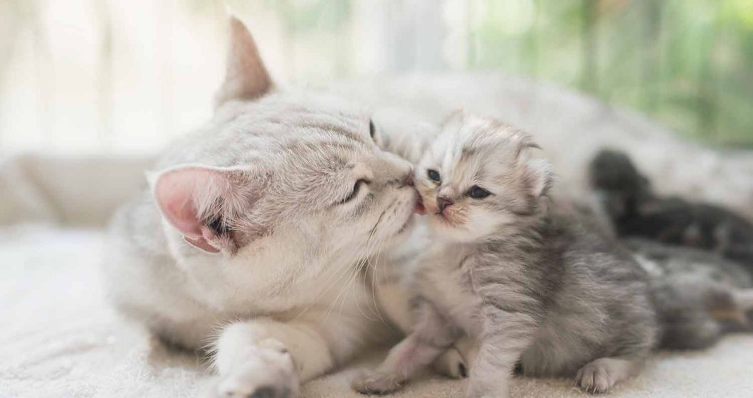 Why Do Cats Purr? (It’s Not Always Because They’re Happy) - We Love ...