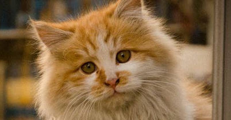 Super Cute Face - 17th July 2020 - We Love Cats and Kittens