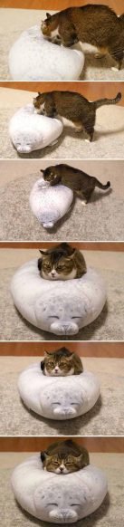 20 of the Best Cat Posts That are Impossible Not to Love - We Love Cats ...