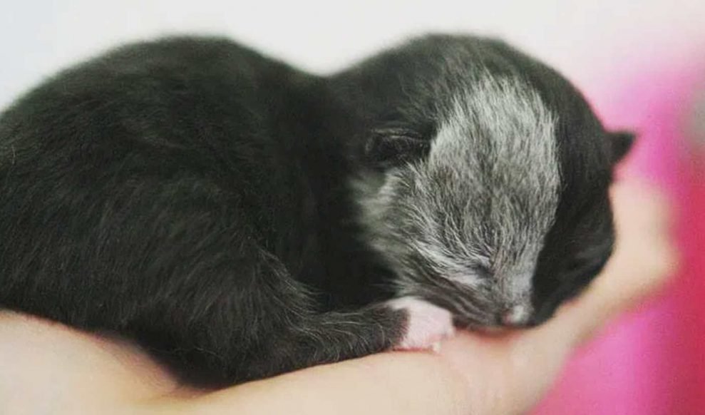 Cat With Split-Colored Face Becomes A Father To Kittens In Each Of His ...