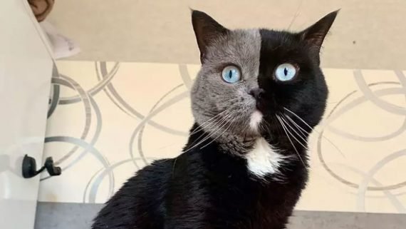 Cat With Split-Colored Face Becomes A Father To Kittens In Each Of His ...