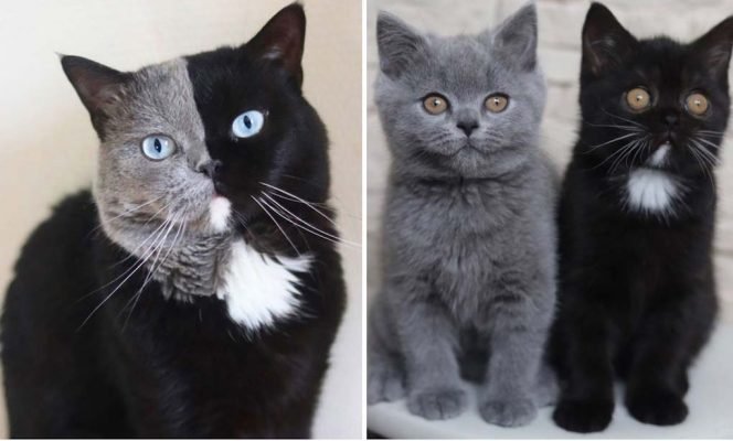 Cat With Split-Colored Face Becomes A Father To Kittens In Each Of His ...