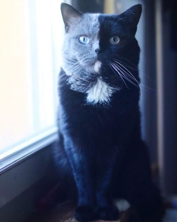 Cat With Split-Colored Face Becomes A Father To Kittens In Each Of His ...