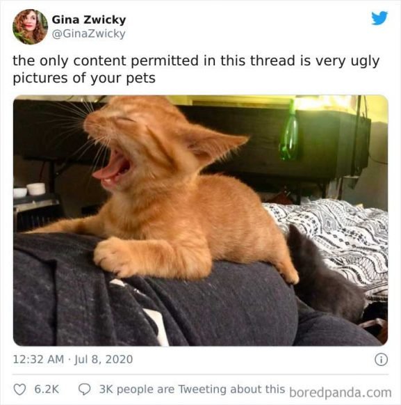 Twitter Users Asked to Share “Very Ugly Pictures Of Your Cats!” And ...