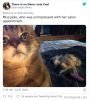 Twitter Users Asked to Share “Very Ugly Pictures Of Your Cats!” And ...