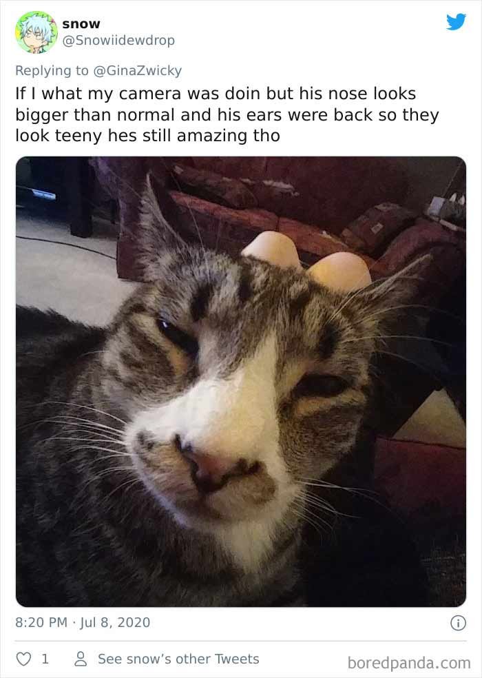 Twitter Users Asked to Share "Very Ugly Pictures Of Your Cats!" And ...