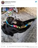 Twitter Users Asked to Share “Very Ugly Pictures Of Your Cats!” And ...