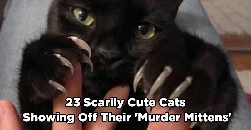 23 Scarily Cute Cats Showing Off Their 'Murder Mittens' - We Love Cats ...