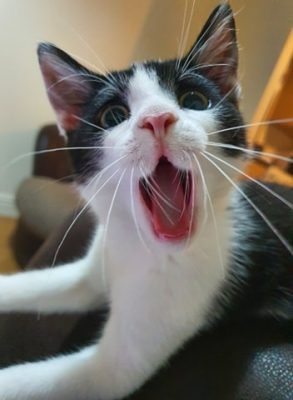 Time for a Big Awwwww! - 21st August 2020 - We Love Cats and Kittens