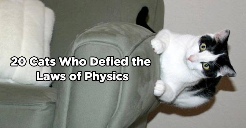 20 Cats Who Defied the Laws of Physics - We Love Cats and Kittens
