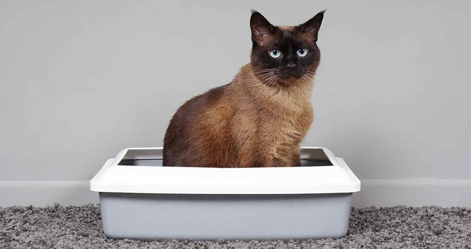 11 Tips For A First Time Cat Owner - The New Cat Owner's Guide