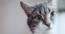 11 Tips For A First Time Cat Owner - The New Cat Owner's Guide