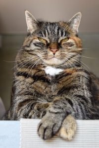 Don't Wake Kitty - 9th October 2020 - We Love Cats and Kittens