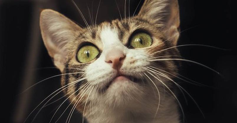 Cheeky Face - 23rd October 2020 - We Love Cats and Kittens