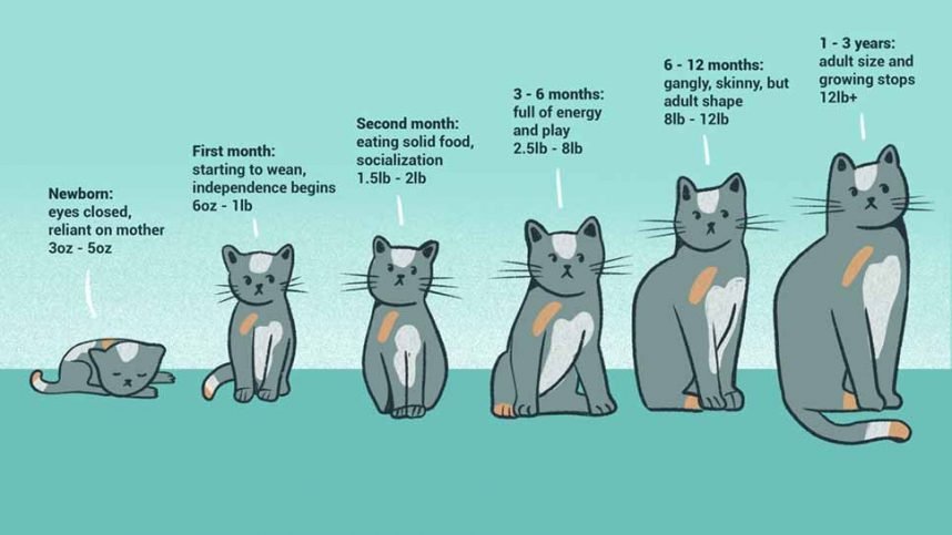 When Do Cats Stop Growing? - We Love Cats and Kittens