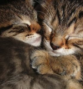 25 Incredibly Cute Pictures of Cuddling Cats - We Love Cats and Kittens