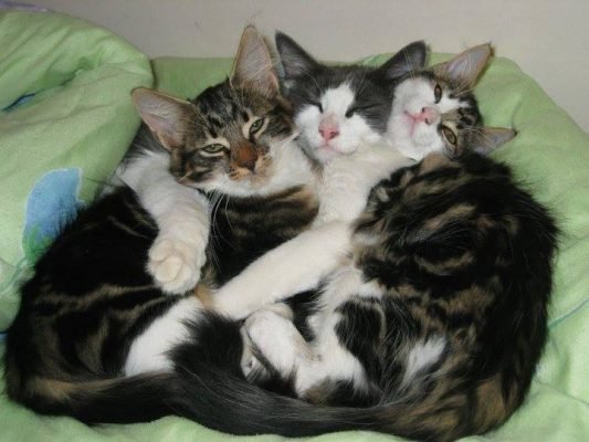 25 Incredibly Cute Pictures of Cuddling Cats - We Love Cats and Kittens