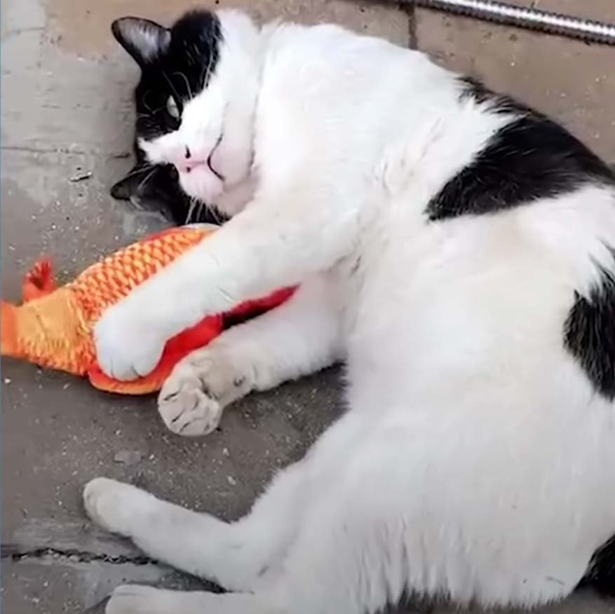 Woman Watches Her Neighbors Abandon Their Cat