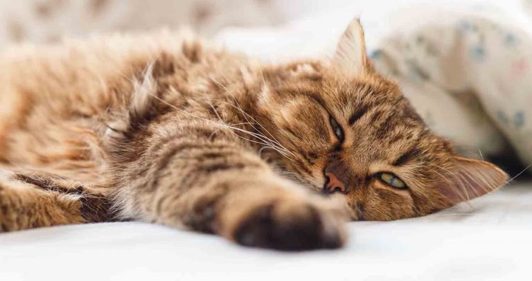 How To Tell if a Cat Has a Fever - Cat Fever Symptoms Expained