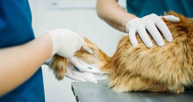 How To Tell if a Cat Has a Fever - Cat Fever Symptoms Expained