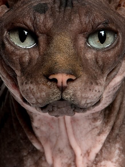Oriental Shorthair Cat Breed: Everything You Need To Know.