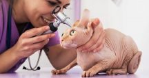 Sphynx Cat Breed - All You Need to Know About the Sphynx Cat