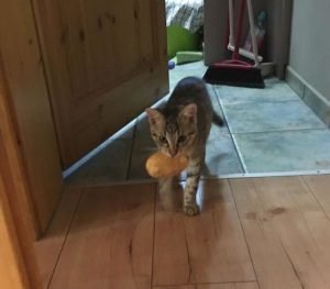 21 Funny Pictures of Cat Thieves Caught Red-Pawed Stealing Food - We ...