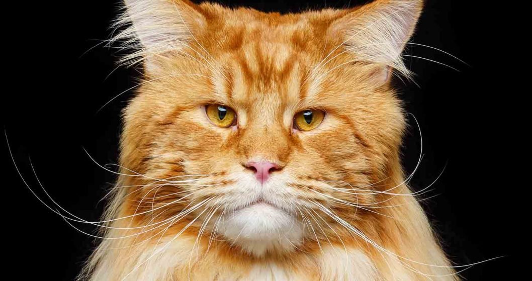 Maine Coon Cat Breed - All You Need to Know About the Maine Coon Cat