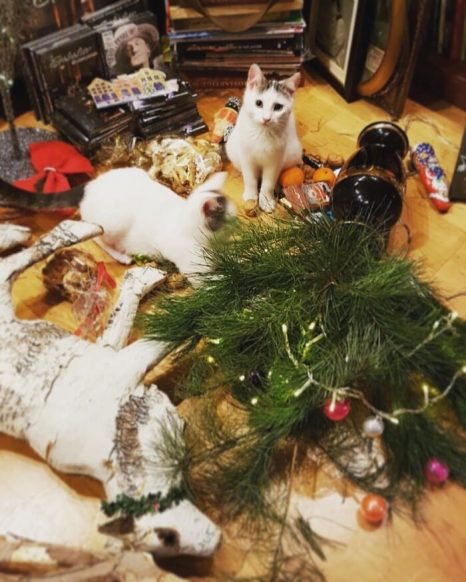 16 Funny Photos of Cats Destroying Things at Home!