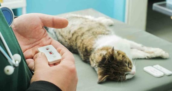The Complete Guide to Feline Leukemia Virus (FeLV) : Our Vet's Advice