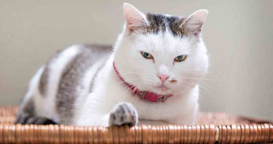 How to Tell if Your Cat Has Fleas : 10 Signs and Symptoms to Know!