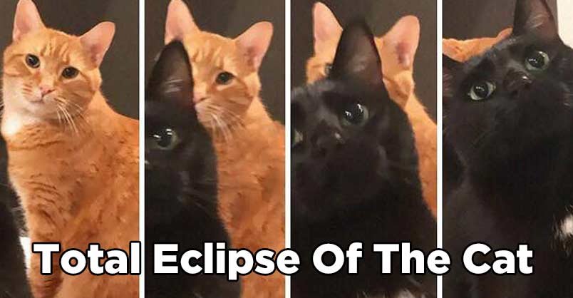 25 Cat Memes Created By People That Clearly Live With One! - We Love ...