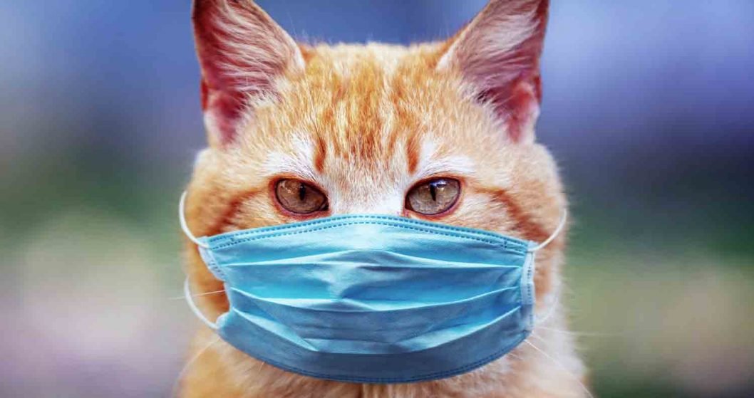 How To Tell If Your Cat Is Sick : A Vet's Guide To Sick Cat Symptoms