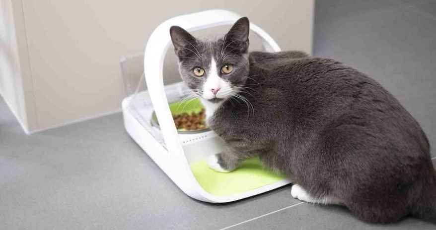 Surefeed Microchip Pet Feeder Review - Happy Cats and Happy You!