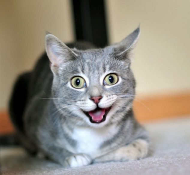 30 Awesome Pictures of the Smiliest Cats You’ll Ever See - We Love Cats ...