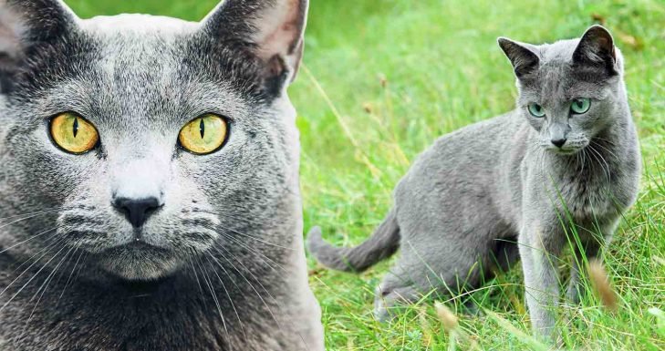 Russian Blue Cat Breed - All You Need to Know About the Russian Blue