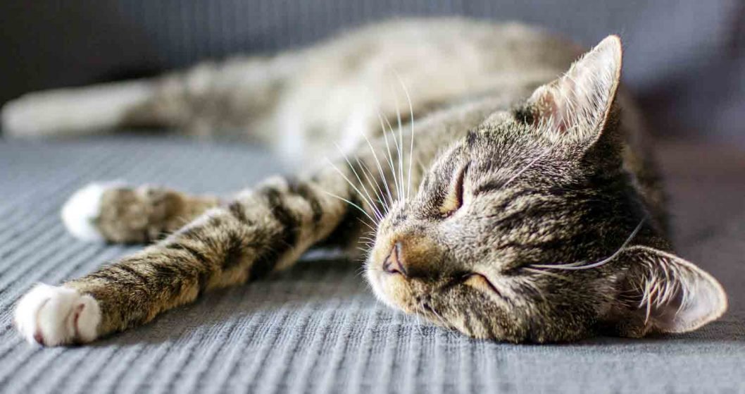Cat Snoring: Everything You Need to Know About Cat Snoring