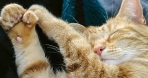 "Polydactyl Cats: Fascinating Facts About Cats with Extra Toes"