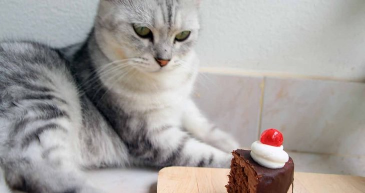 Can Cats Eat Chocolate? Is All Chocolate Toxic and Bad?