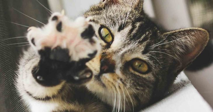 "Polydactyl Cats: Fascinating Facts About Cats with Extra Toes"