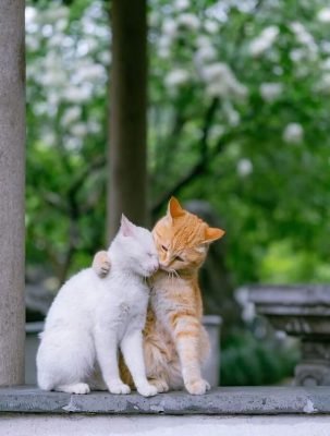 30 Pictures that Show Two Cats are Always Better than One - We Love ...