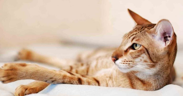 Oriental Shorthair Cat Breed: Everything You Need To Know.