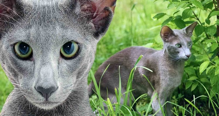 Oriental Shorthair Cat Breed: Everything You Need To Know.